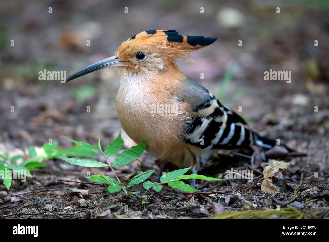 Hoopoe Bird High Resolution Stock Photography and Images - Alamy