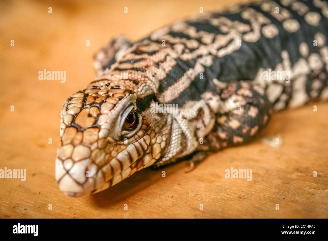 Small indonesian lizard Stock Photo - Alamy