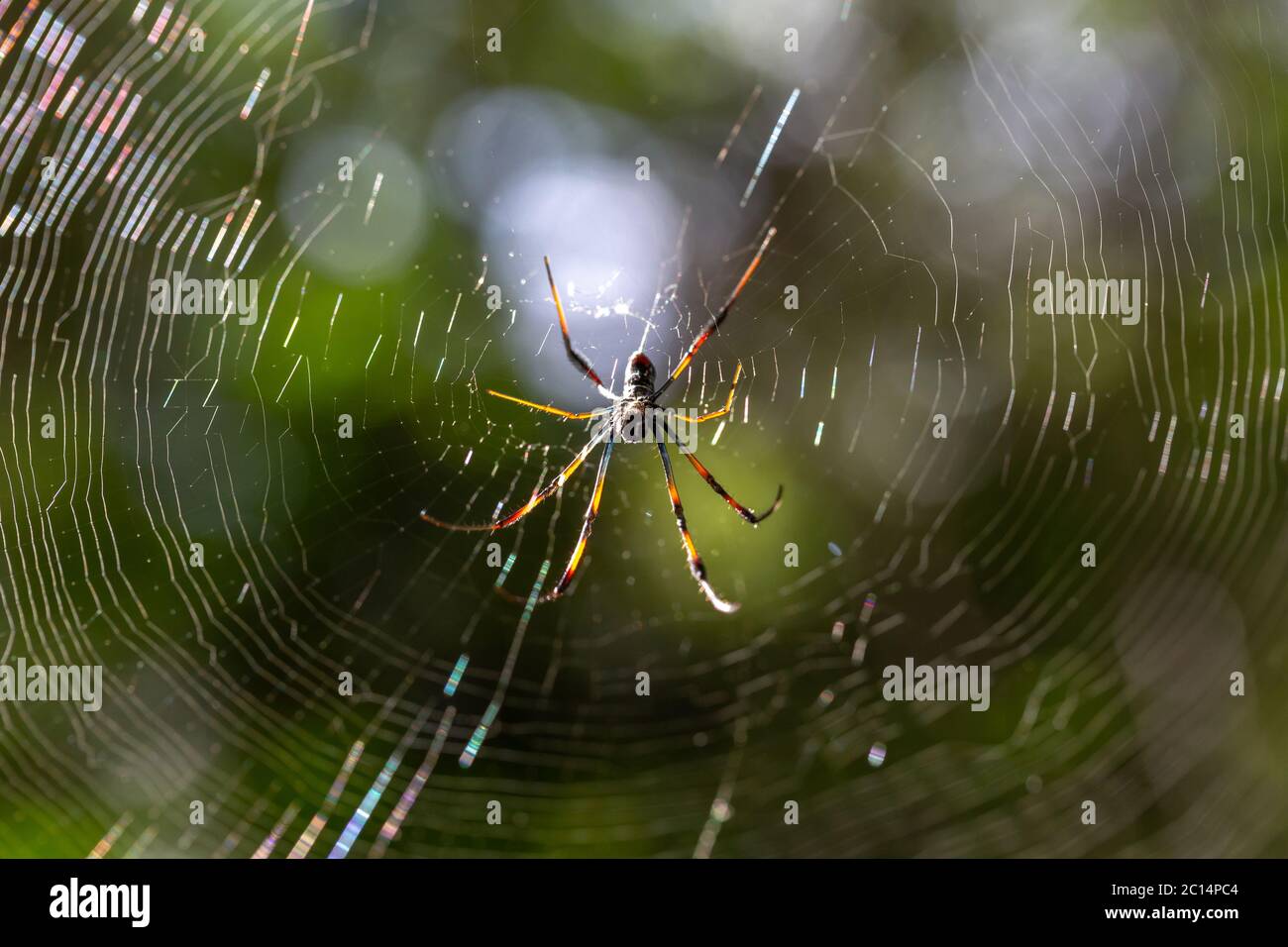 The native spider on its web in Madagascar Stock Photo - Alamy
