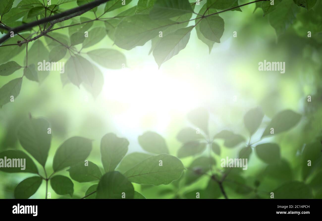 Closeup nature view of green leaf on blurred greenery background in garden with copy space using ...