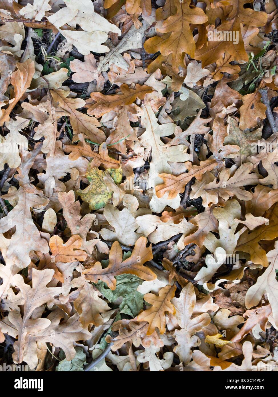 Top view of the fallen brown oak leaves on the surface of the lawn for ...