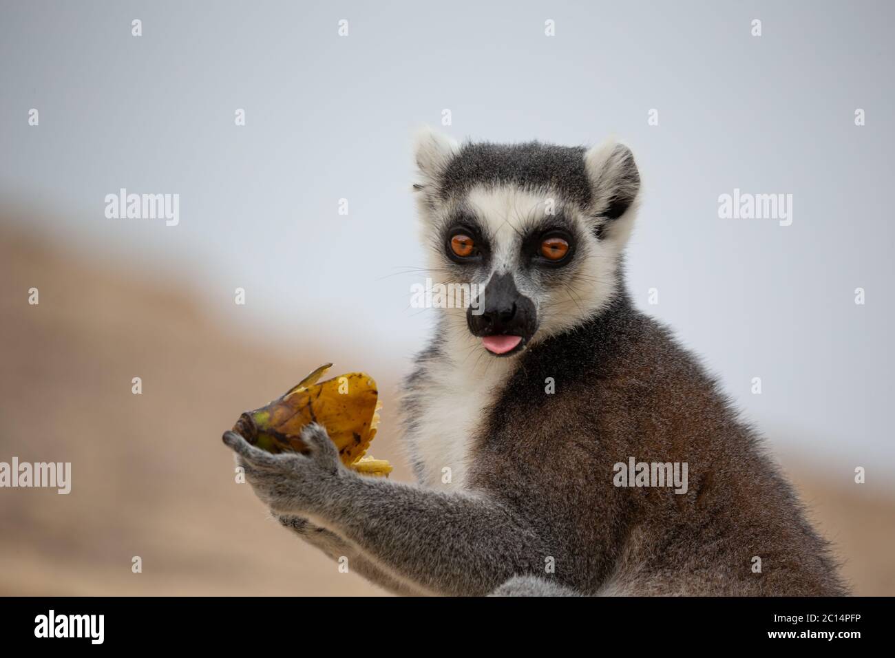 Lemurs madagascar scenery hi-res stock photography and images - Alamy