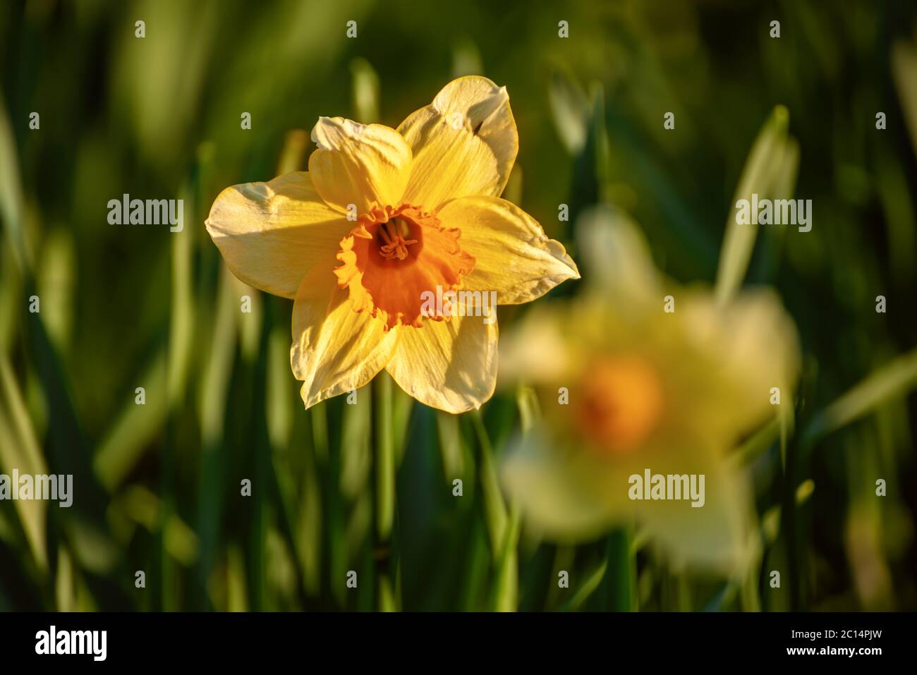 Beautiful yellow daffodils field in spring time Stock Photo - Alamy