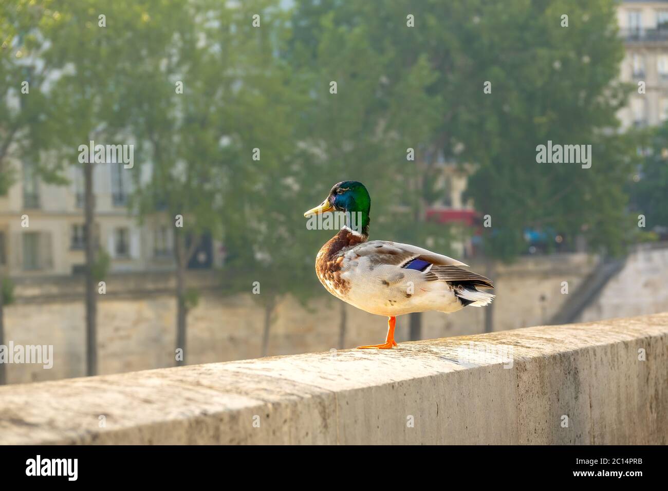 Granite parapet of the city promenade. Drake is watching the sunrise ...