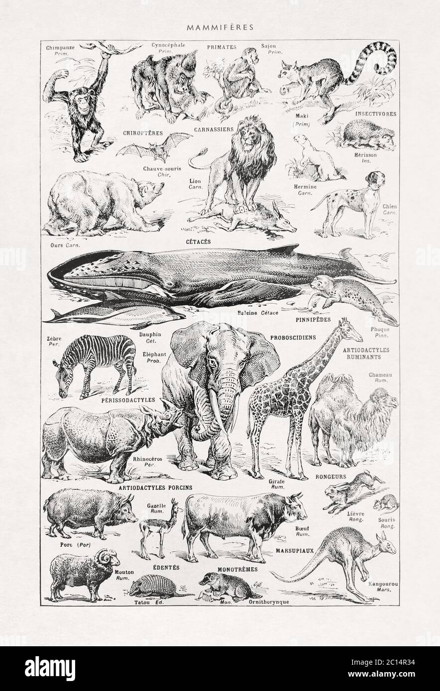 Old illustration about wild mammals printed in the french dictionary ...