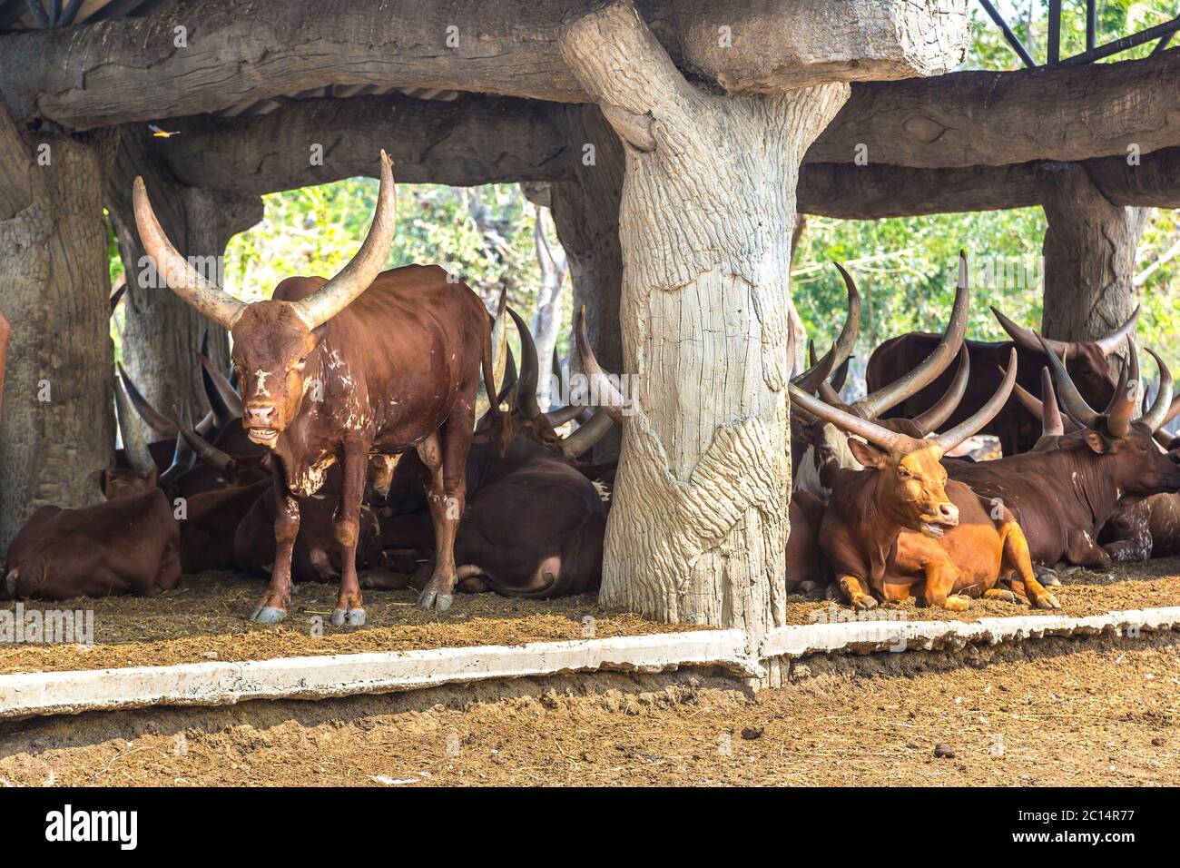 Animals in Safari World Zoo in Bangkok in a summer day Stock Photo - Alamy