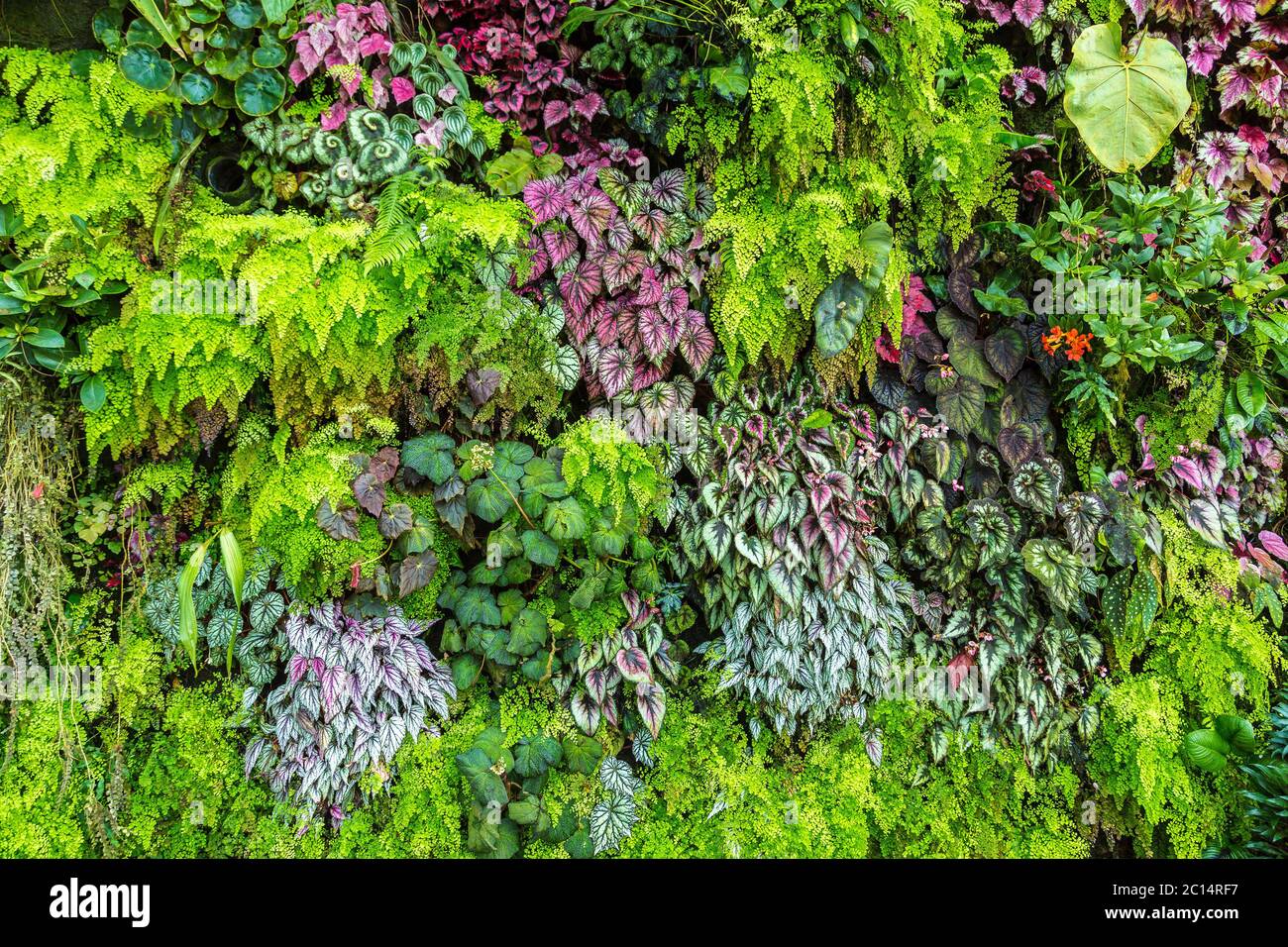 Vertical garden with tropical green leaf and flowers. Nature background ...