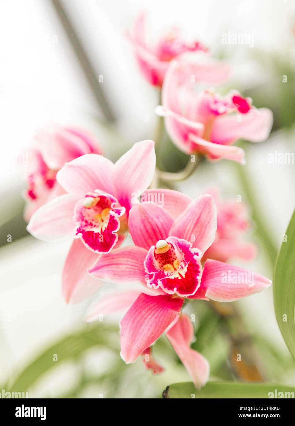 Beautiful orchid flower with natural background Stock Photo - Alamy