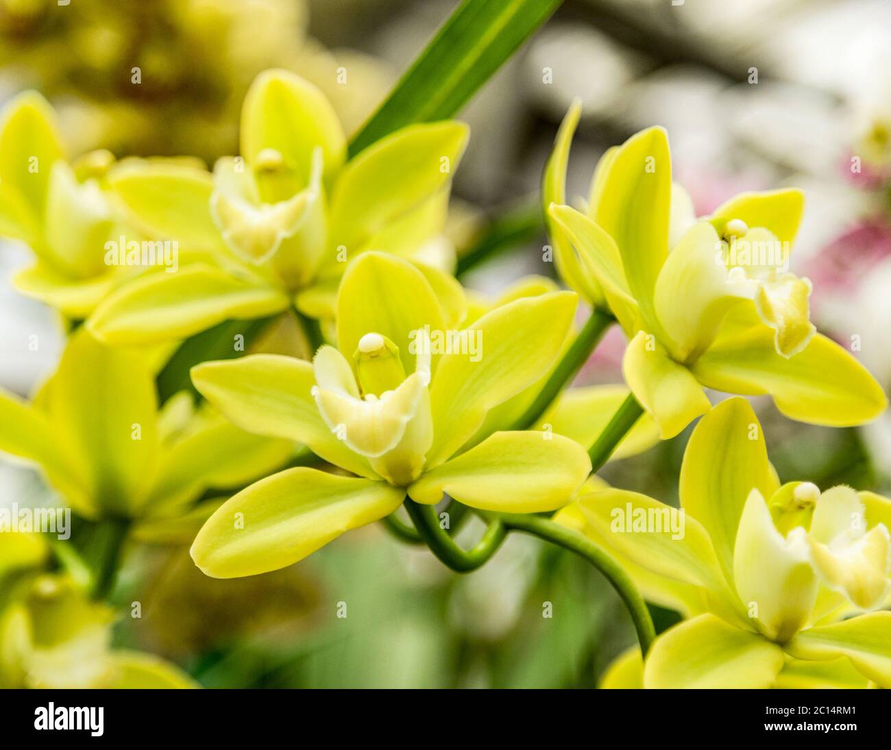 Beautiful orchid flower with natural background Stock Photo - Alamy