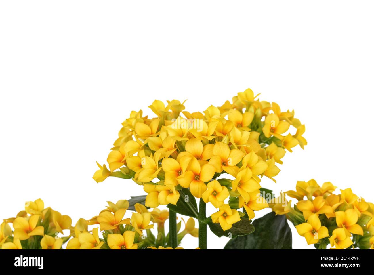 Yellow flower on a white background Stock Photo - Alamy
