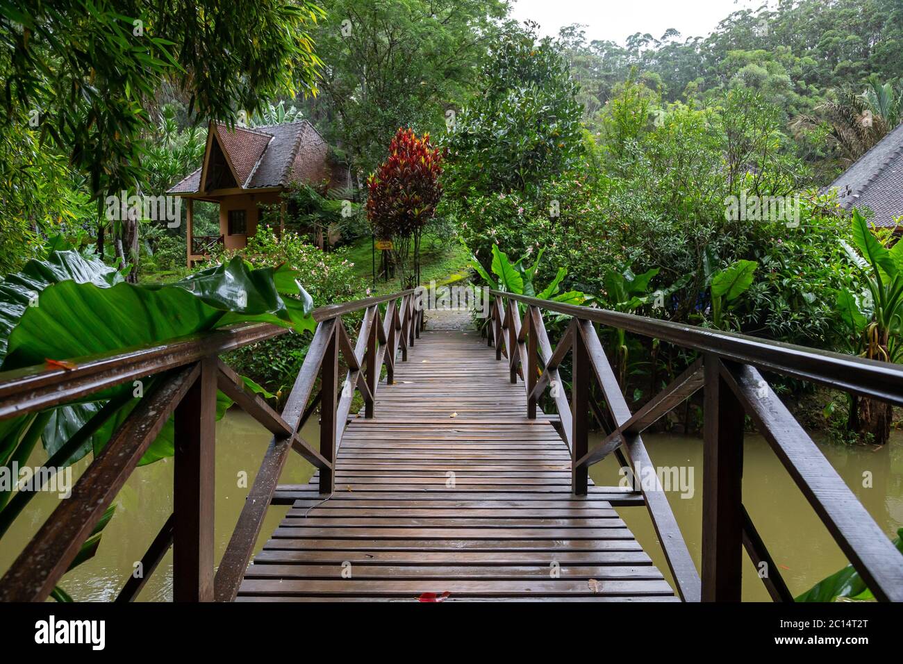 One small wooden bridge over a small river in a rainforest in ...