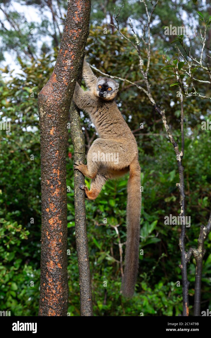 The Lemurs in a rain forest on the trees, hopping from tree to tree ...