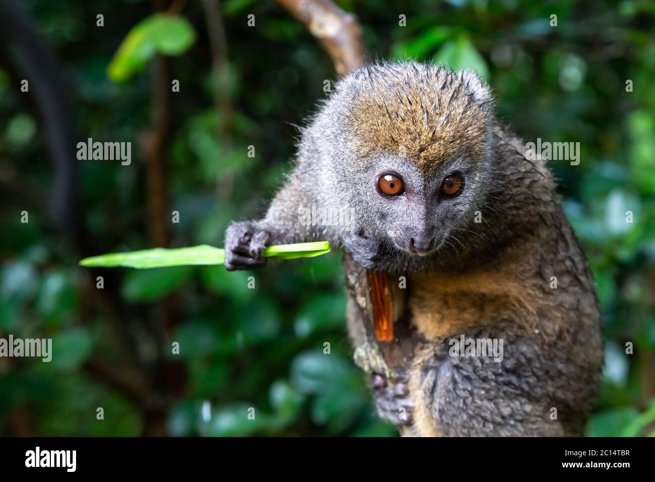Small lemur hi-res stock photography and images - Alamy
