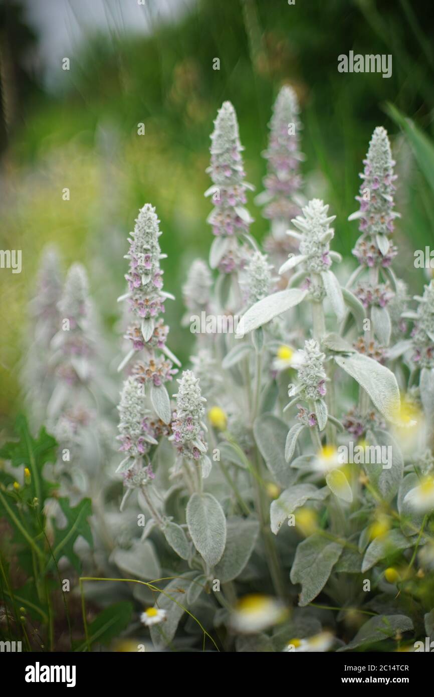 Stachys byzantina 'Silver Carpet' Lamb's Ears flowers Stock Photo - Alamy