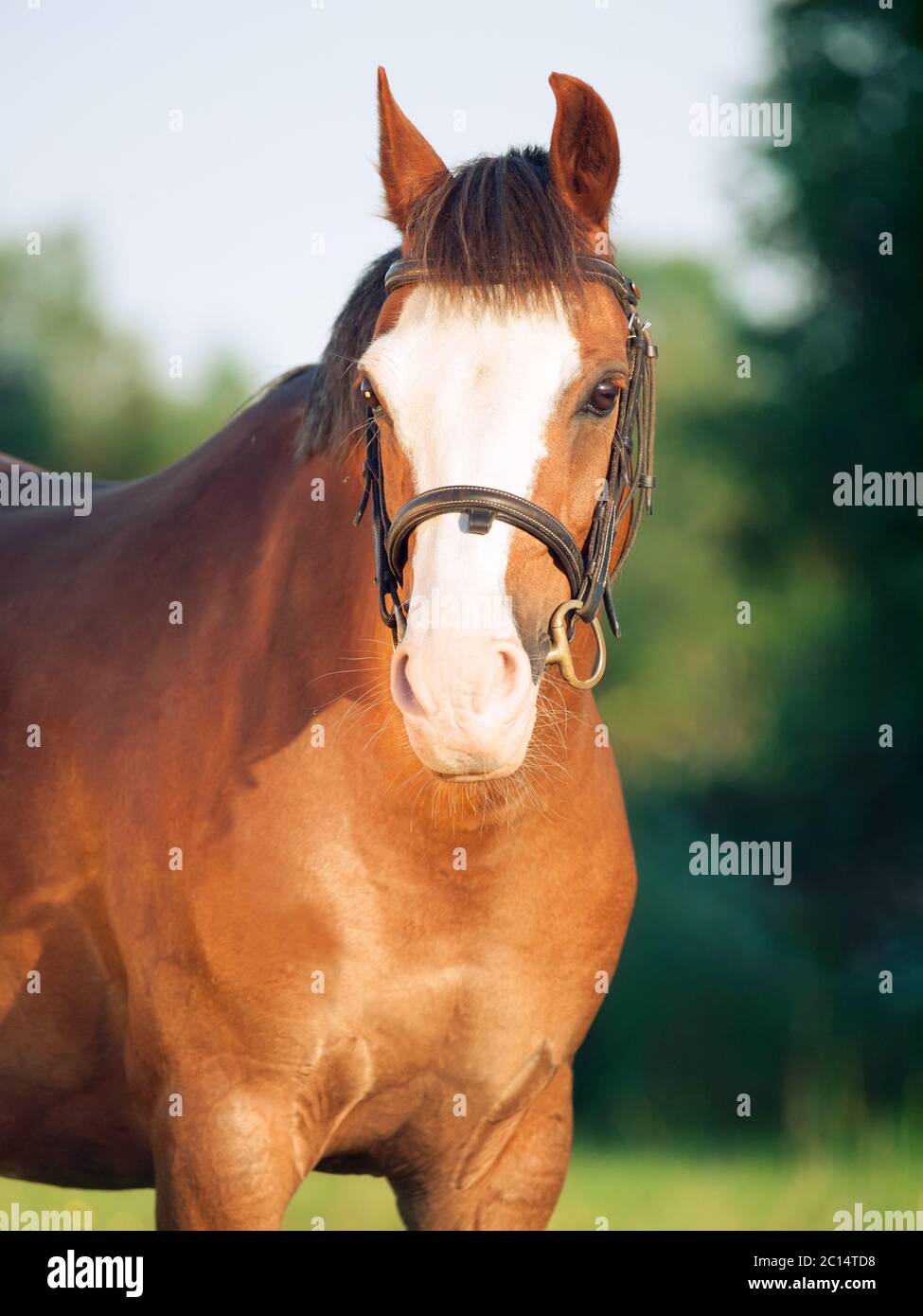 portrait of beautiful welsh pony mare Stock Photo - Alamy