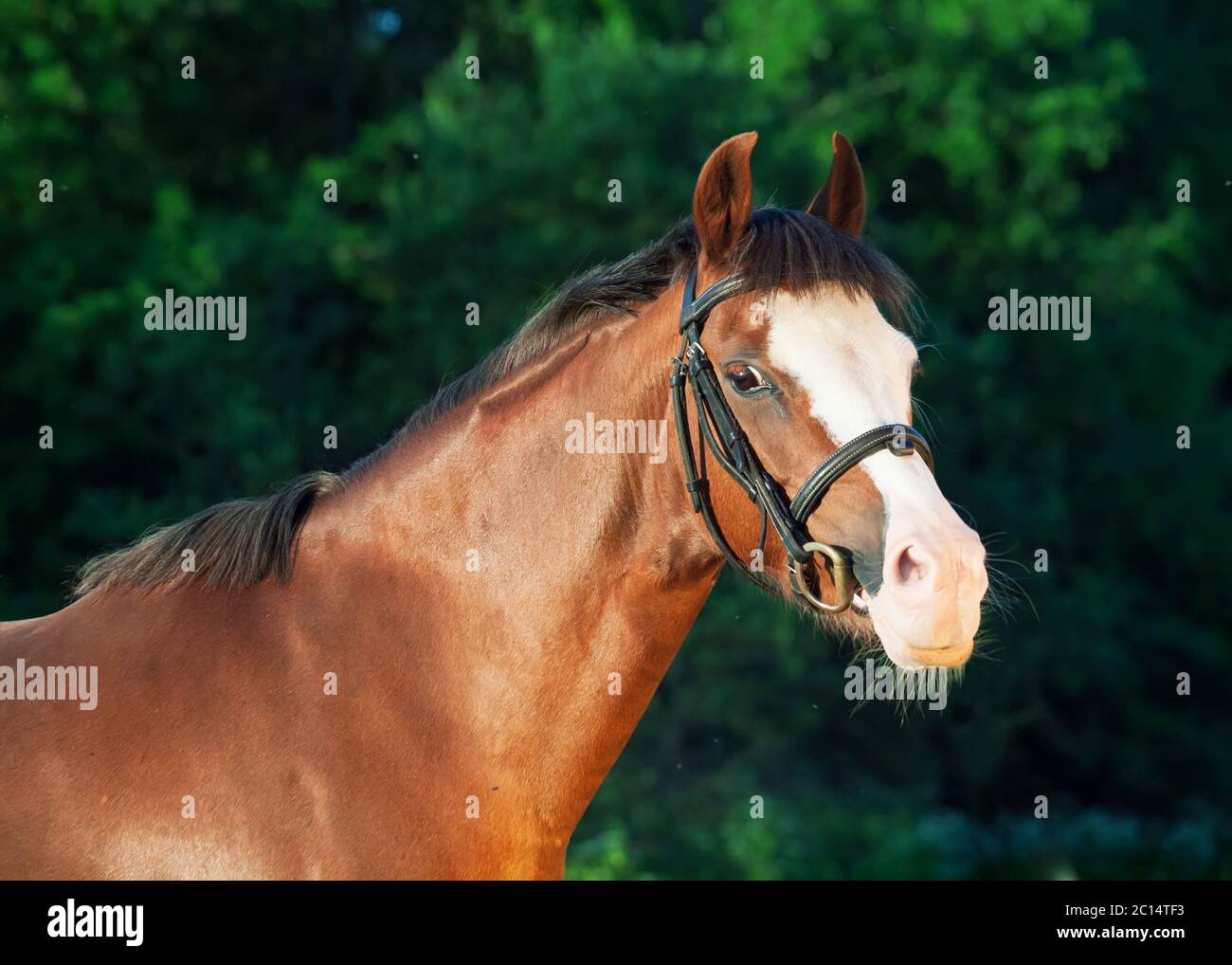 portrait of sorrel welsh pony Stock Photo - Alamy