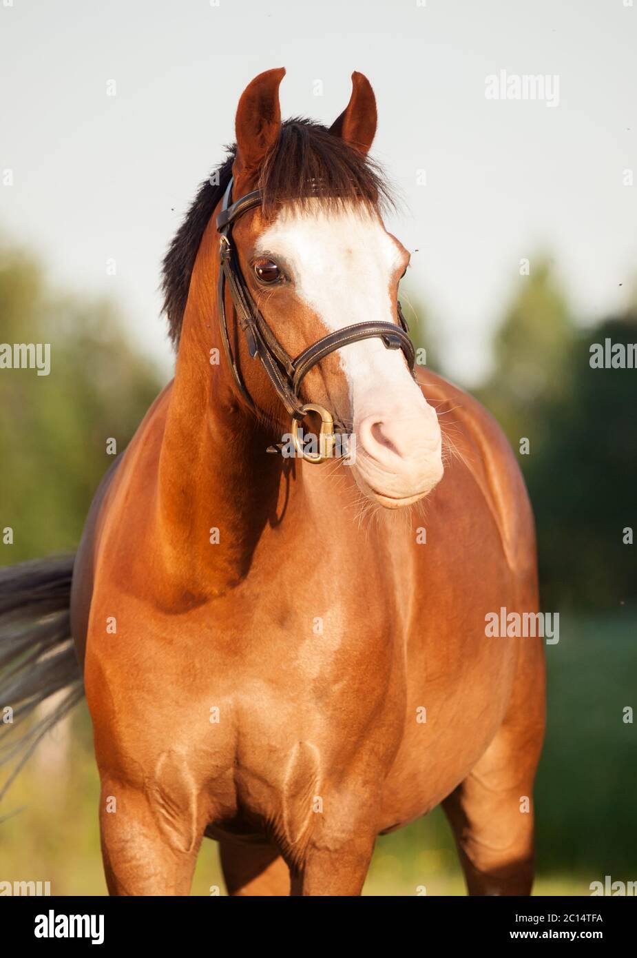 portrait of beautiful welsh pony mare Stock Photo - Alamy