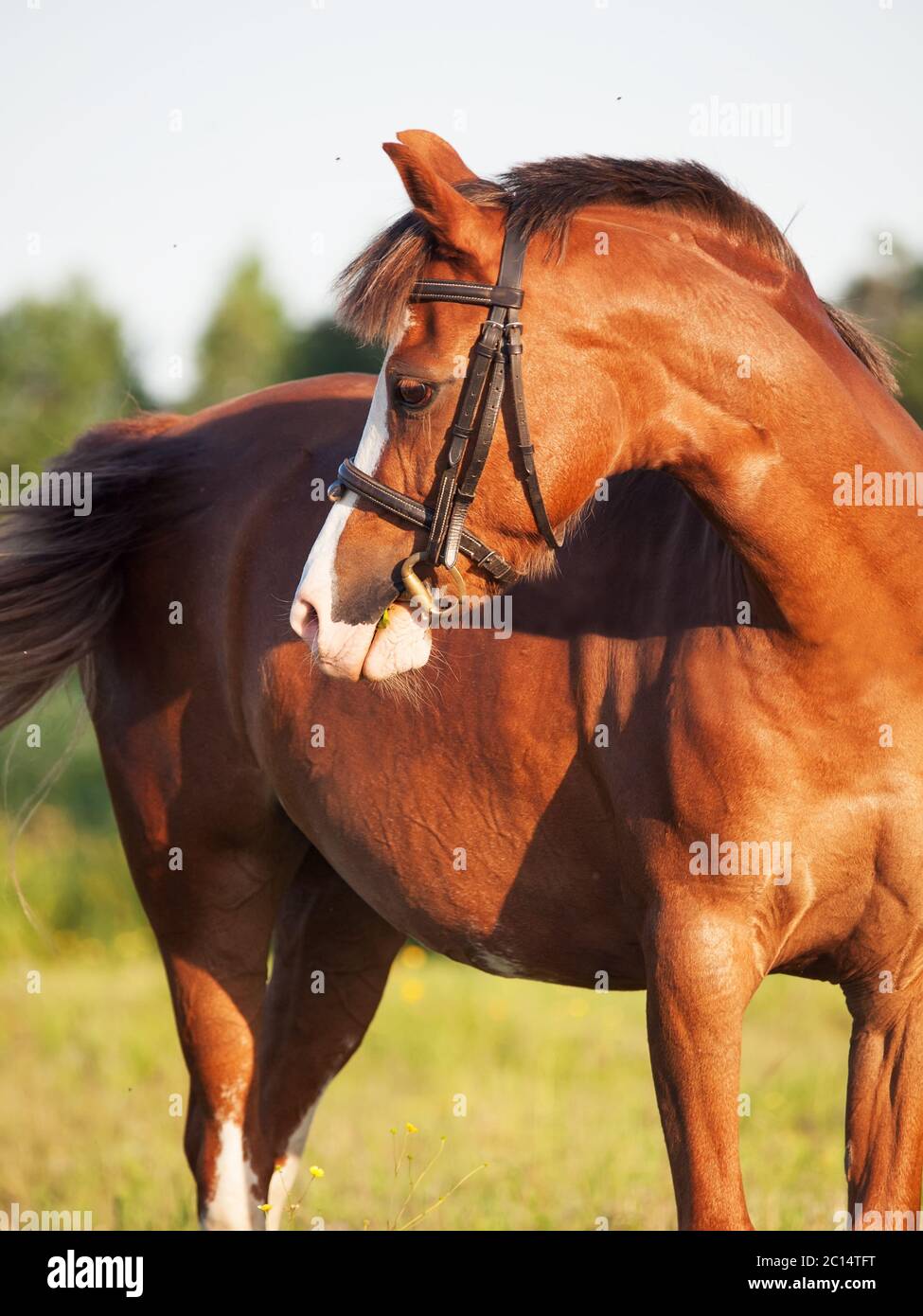 Welsh Pony Chestnut High Resolution Stock Photography and Images - Alamy