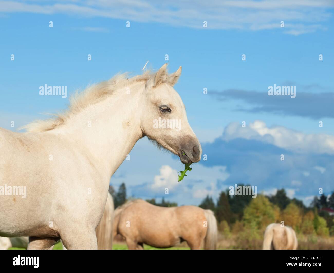 Welsh foal hi-res stock photography and images - Alamy