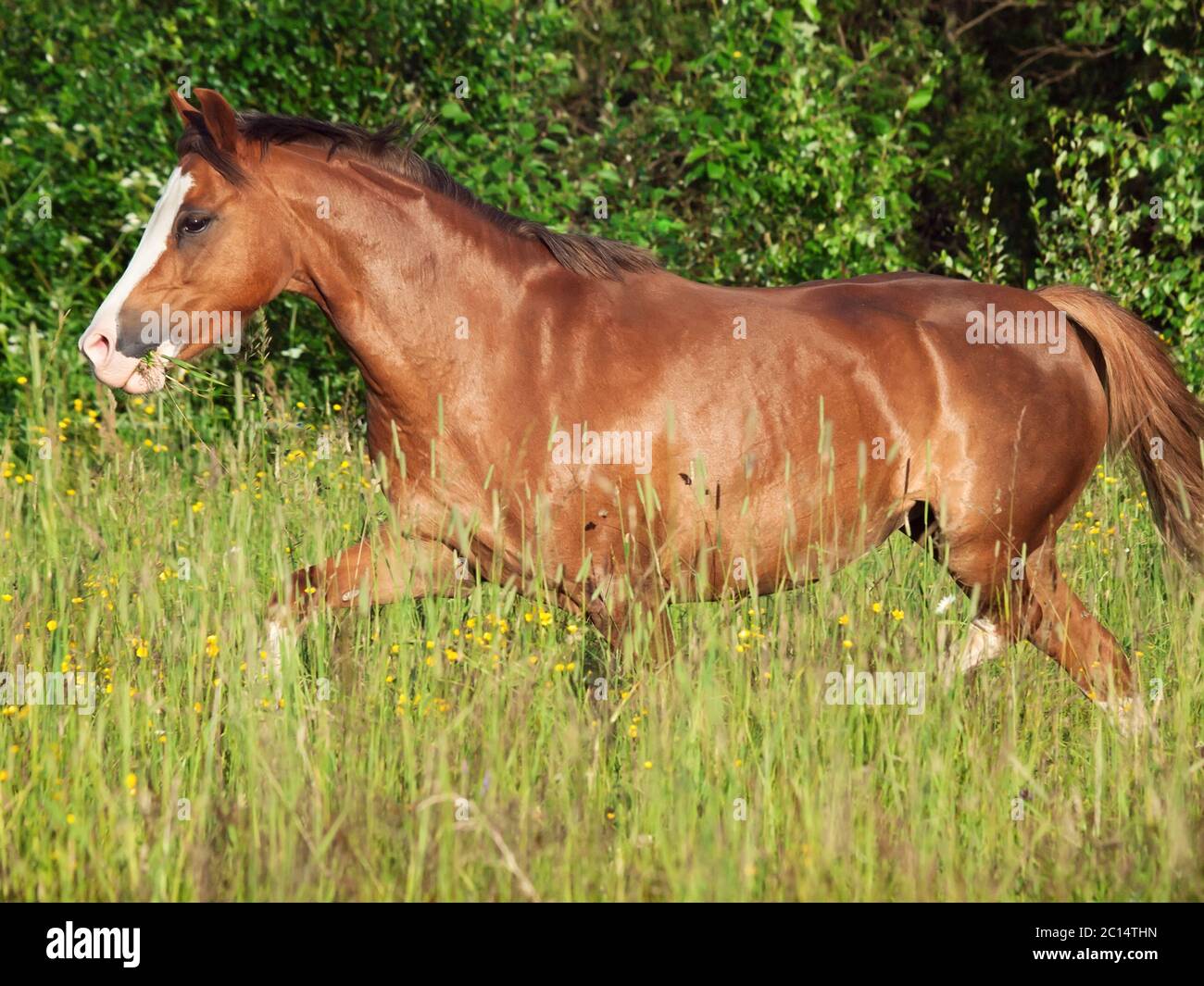 running welsh pony in the field at freedom Stock Photo - Alamy