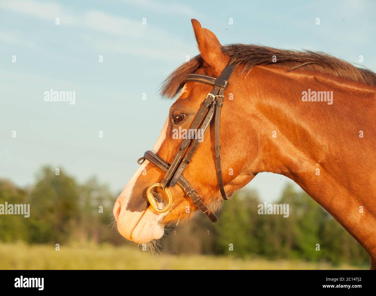 portrait of beautiful welsh pony mare Stock Photo - Alamy