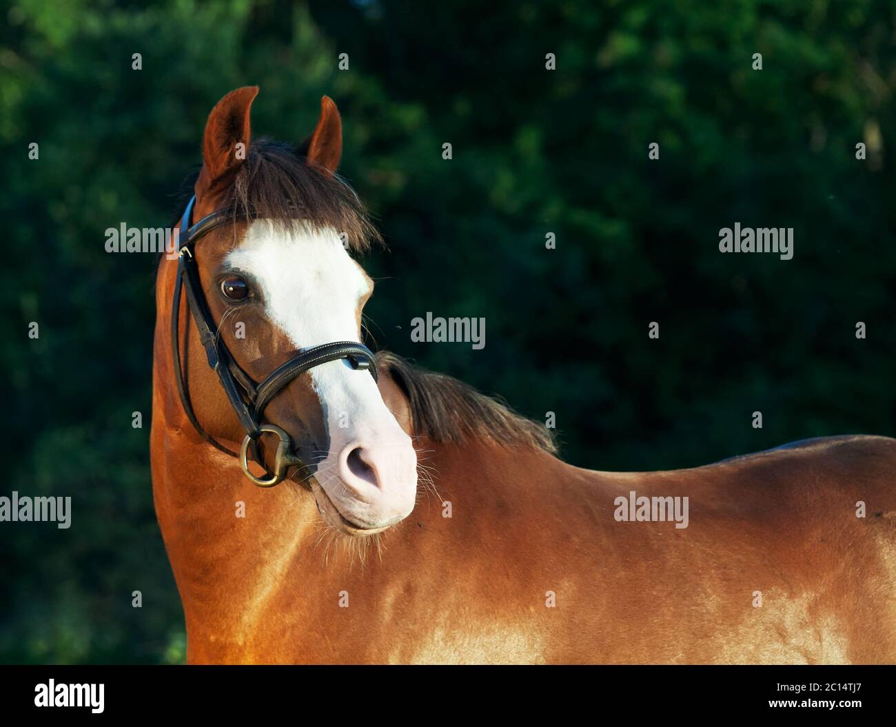 portrait of beautiful welsh pony mare Stock Photo - Alamy
