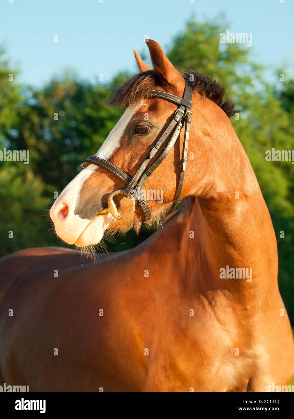 Welsh pony chestnut hi-res stock photography and images - Alamy