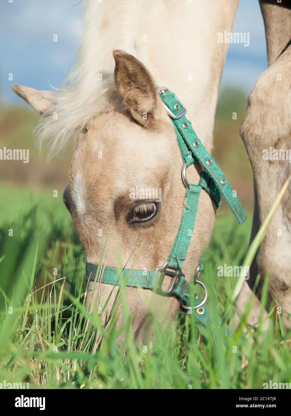 Pony nose hi-res stock photography and images - Alamy