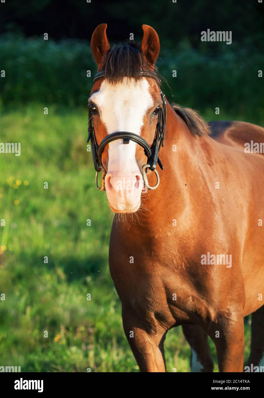 Welsh Pony Chestnut High Resolution Stock Photography and Images - Alamy