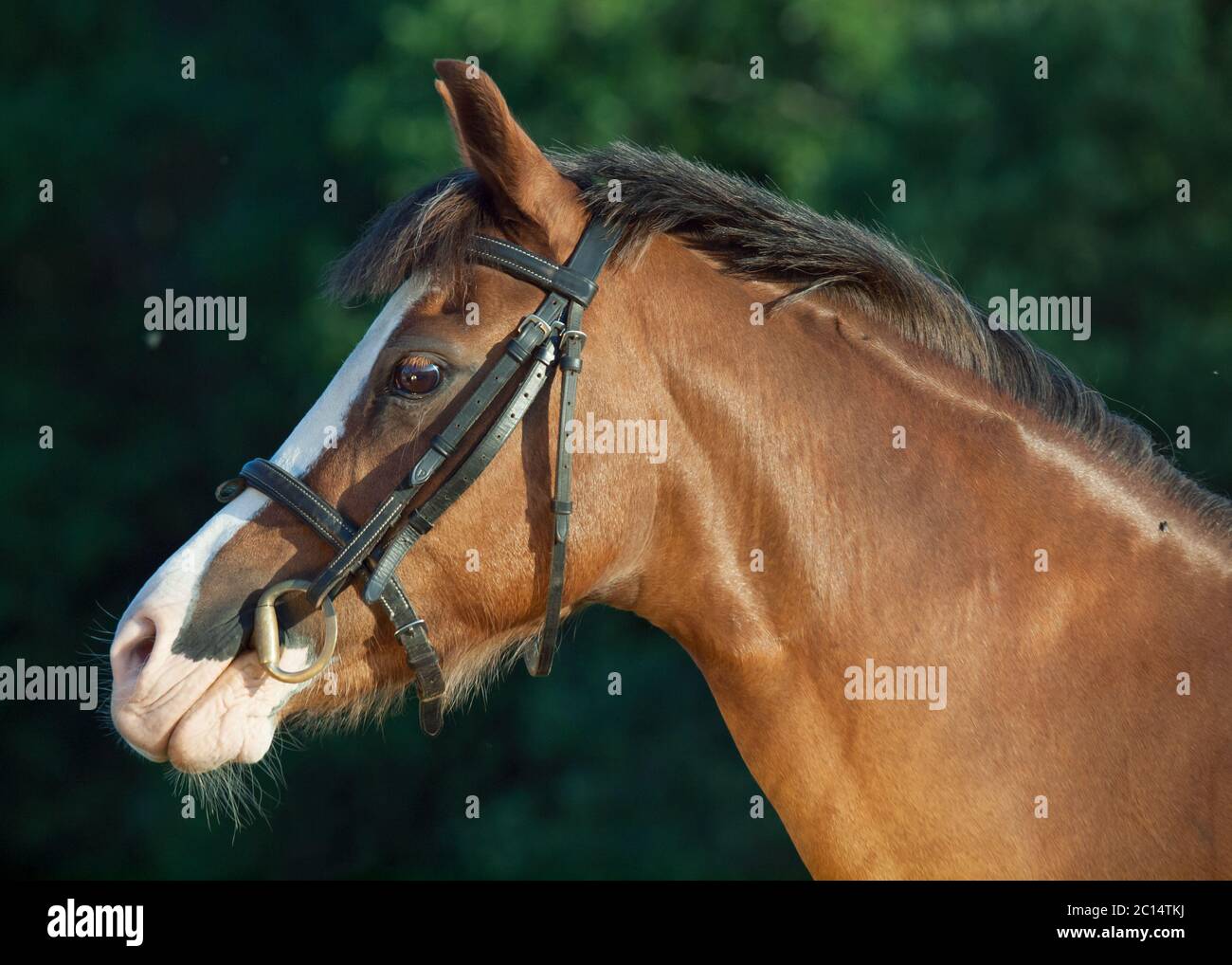 Welsh Pony Chestnut High Resolution Stock Photography and Images - Alamy