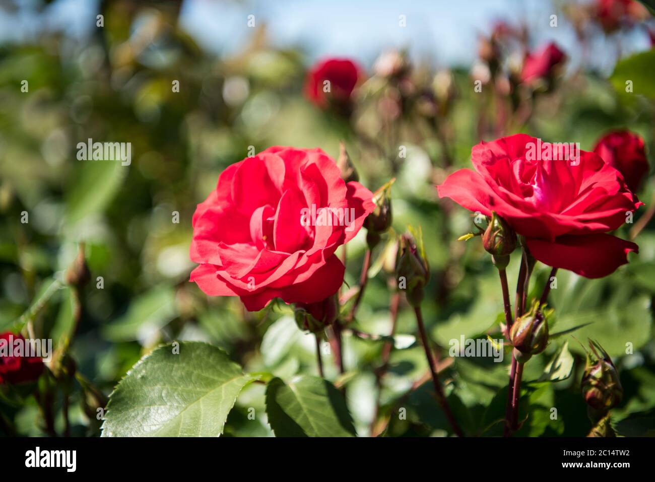 Red rose flower in the garden inside of the summer palace of peter the ...