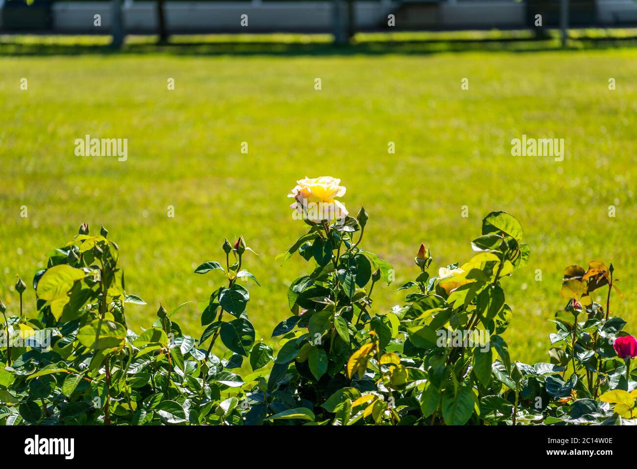 Yellow rose flower in the garden inside of the summer palace of peter ...