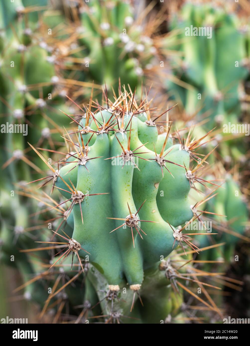 Hildmann cereus hi-res stock photography and images - Alamy