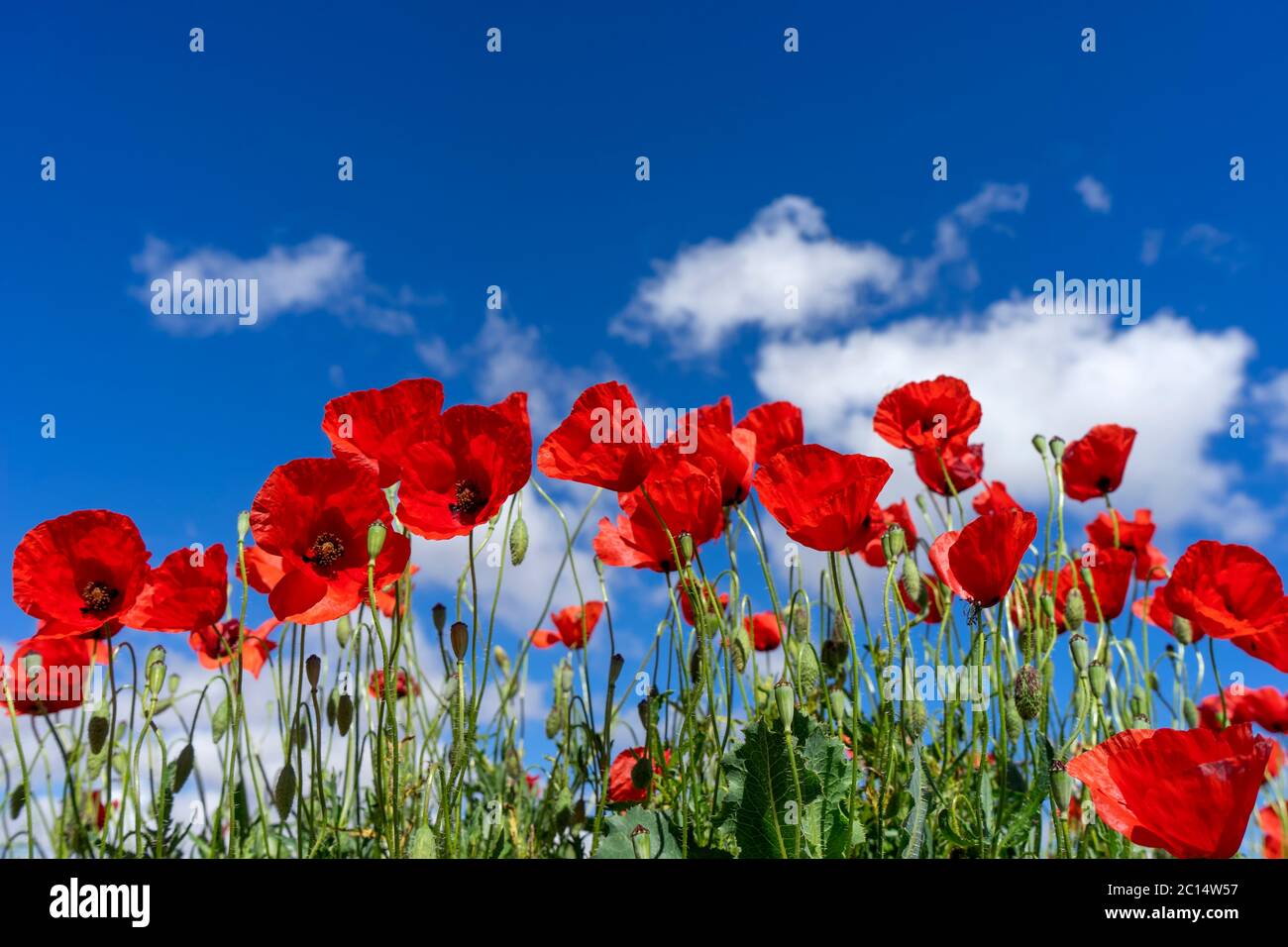 beautiful poppies in the spring season Stock Photo - Alamy