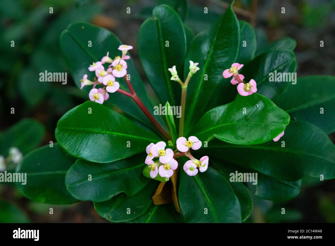 The Colorful plants and flowers in close-up on the island of Madagascar ...