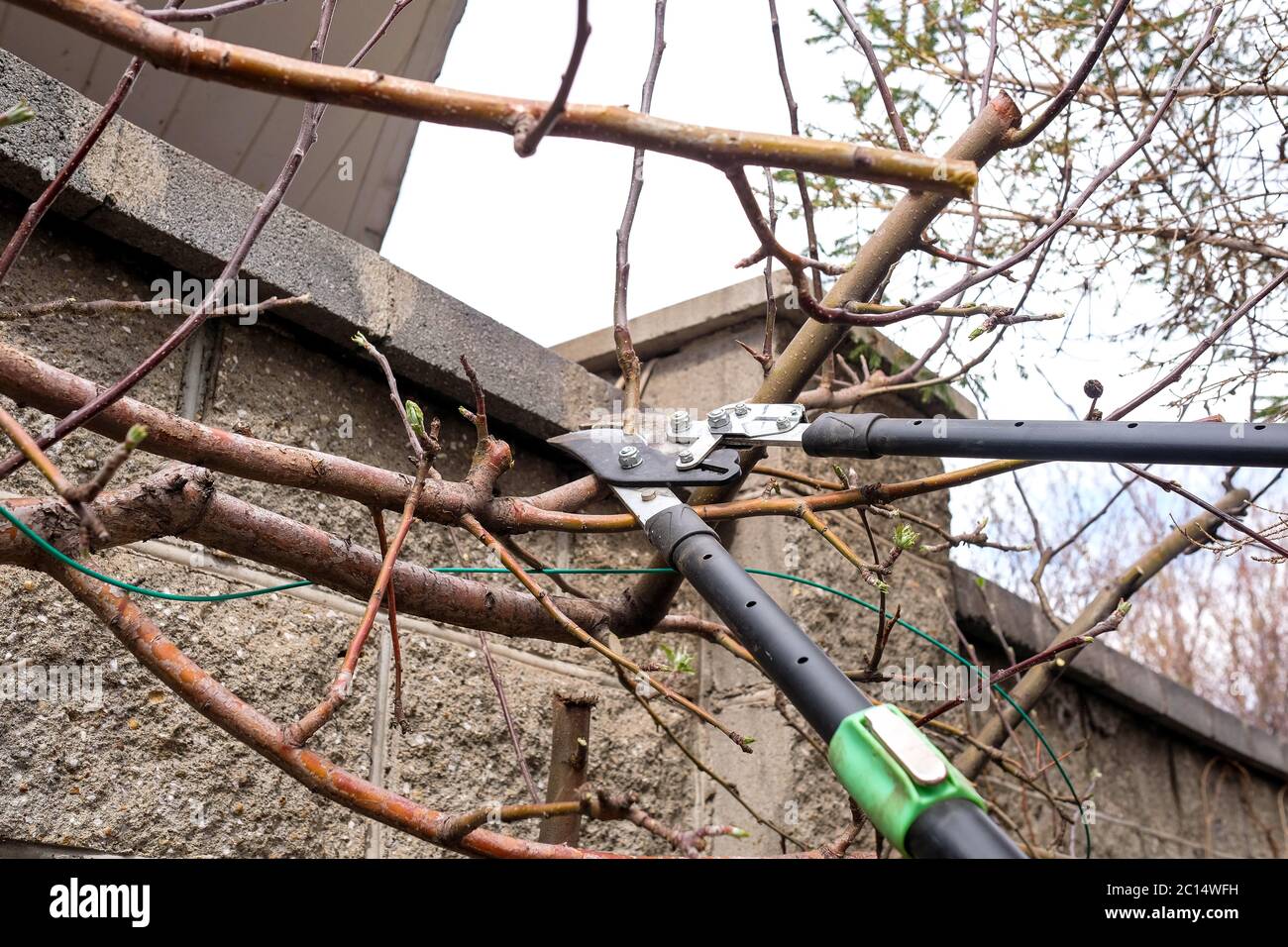 Gardener cutting branches on apple hi-res stock photography and images ...