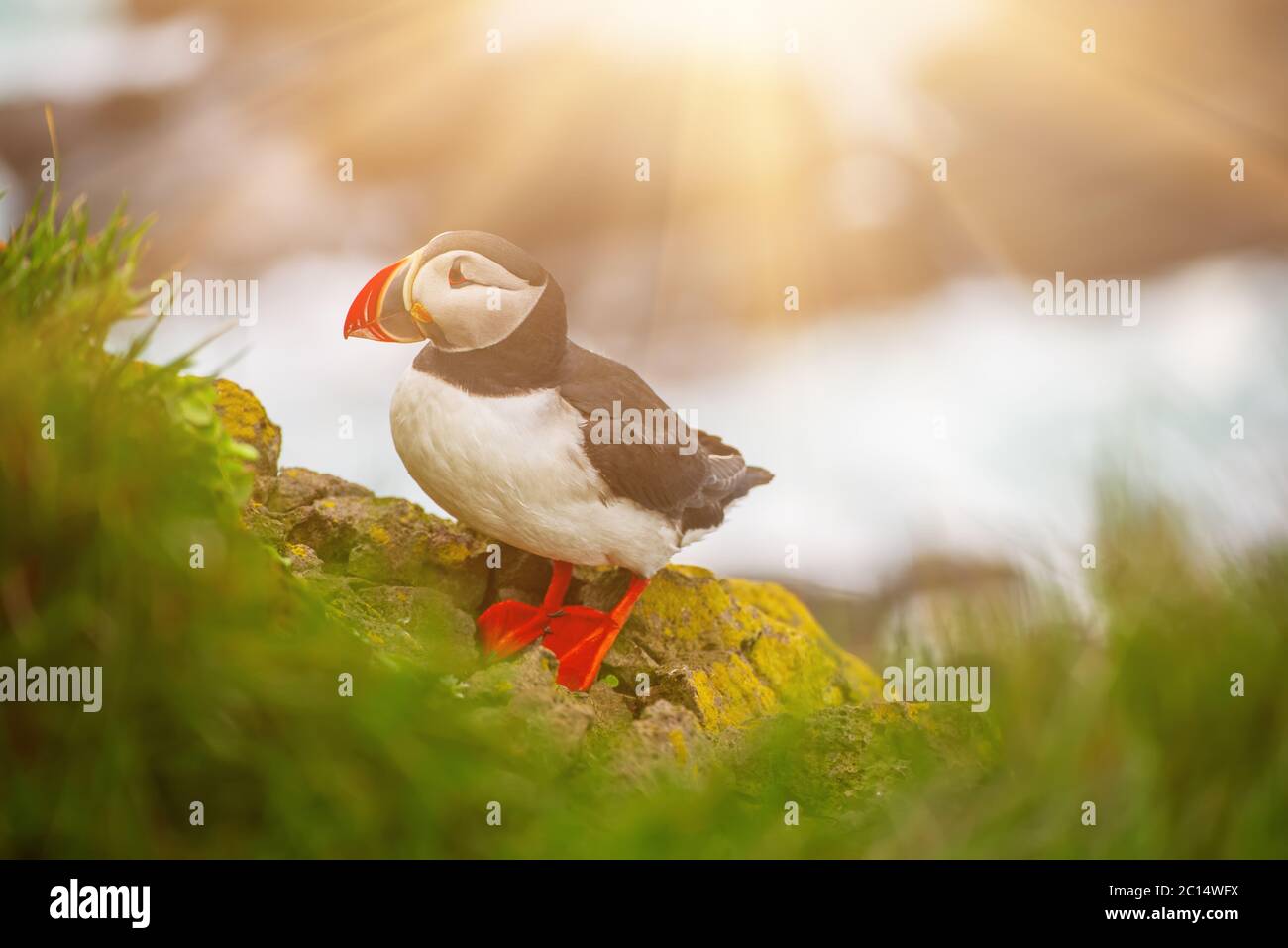 Single Atlantic puffin bird standing on the rock over the sea. Animal ...