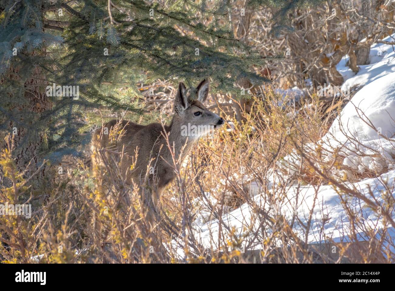 Brown female deer on a snowy hill in Park City Utah on a sunny winter ...