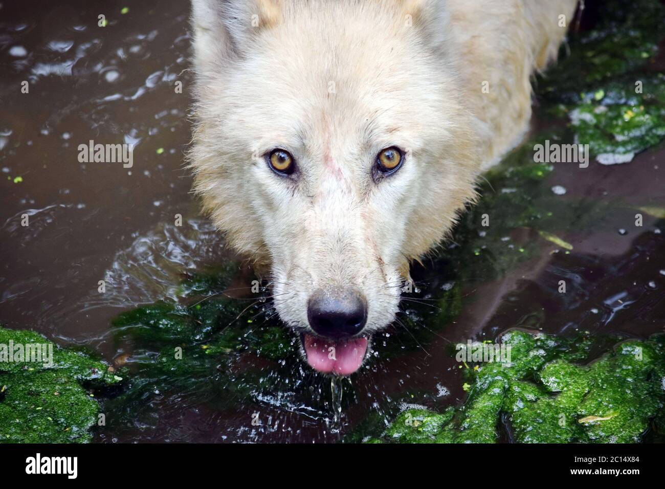 White Arctic Wolf Drinking from Pond in Nature Close Up Stock Photo - Alamy