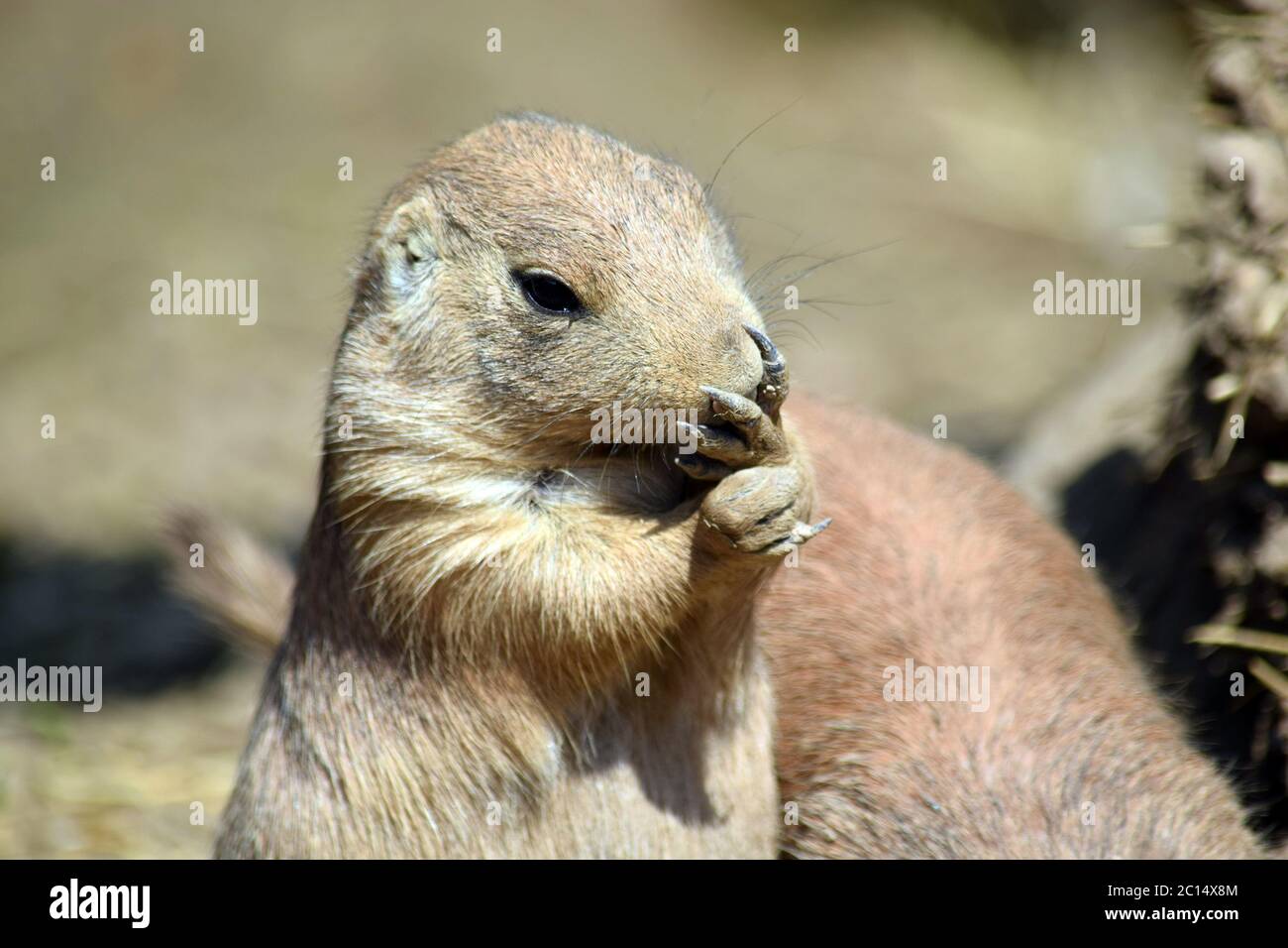 Cute Rodent Black Tailed Prairie Dog Eating Close Up Stock Photo - Alamy