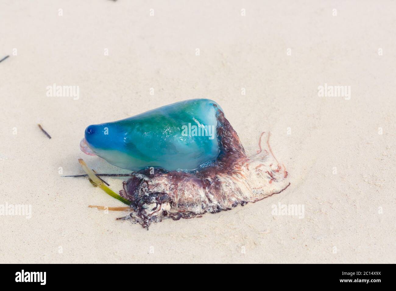Caribbean Jelly Fish Stock Photo - Alamy