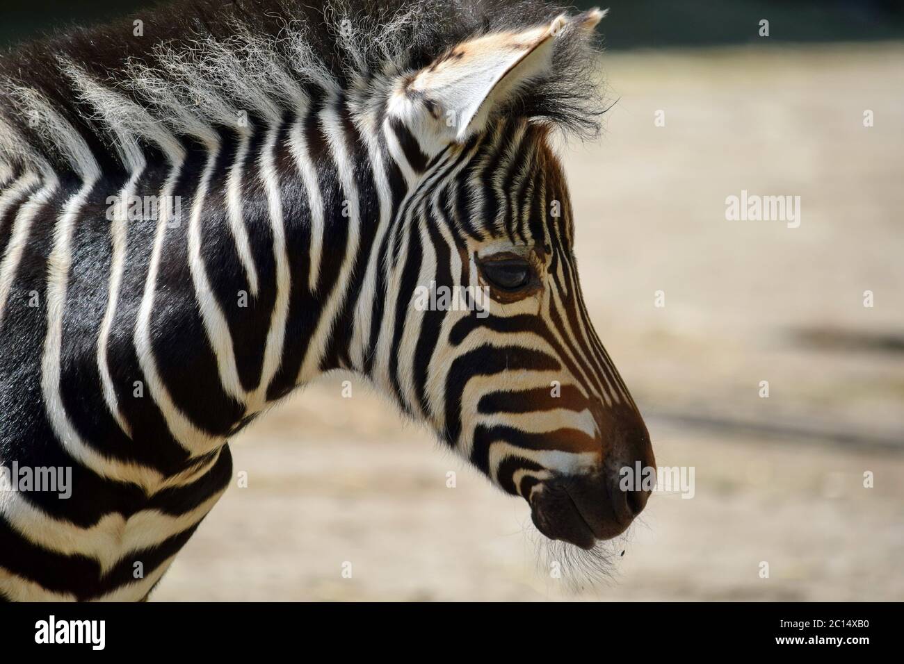 Zebra Baby Face