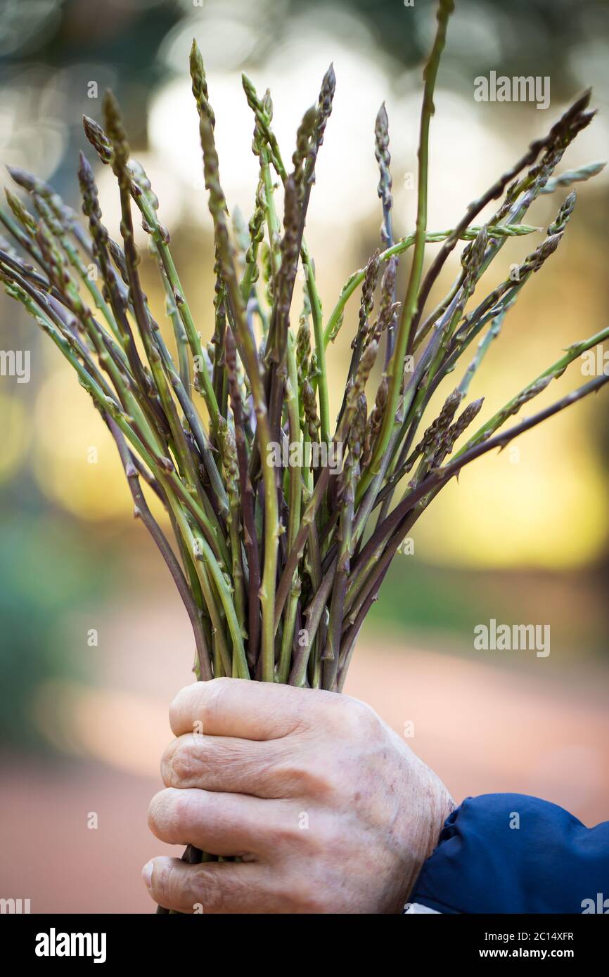 Wild asparagus hi-res stock photography and images - Alamy
