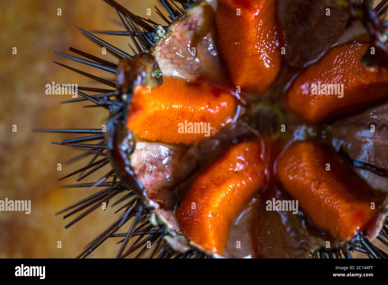 Fresh sea urchins Stock Photo - Alamy