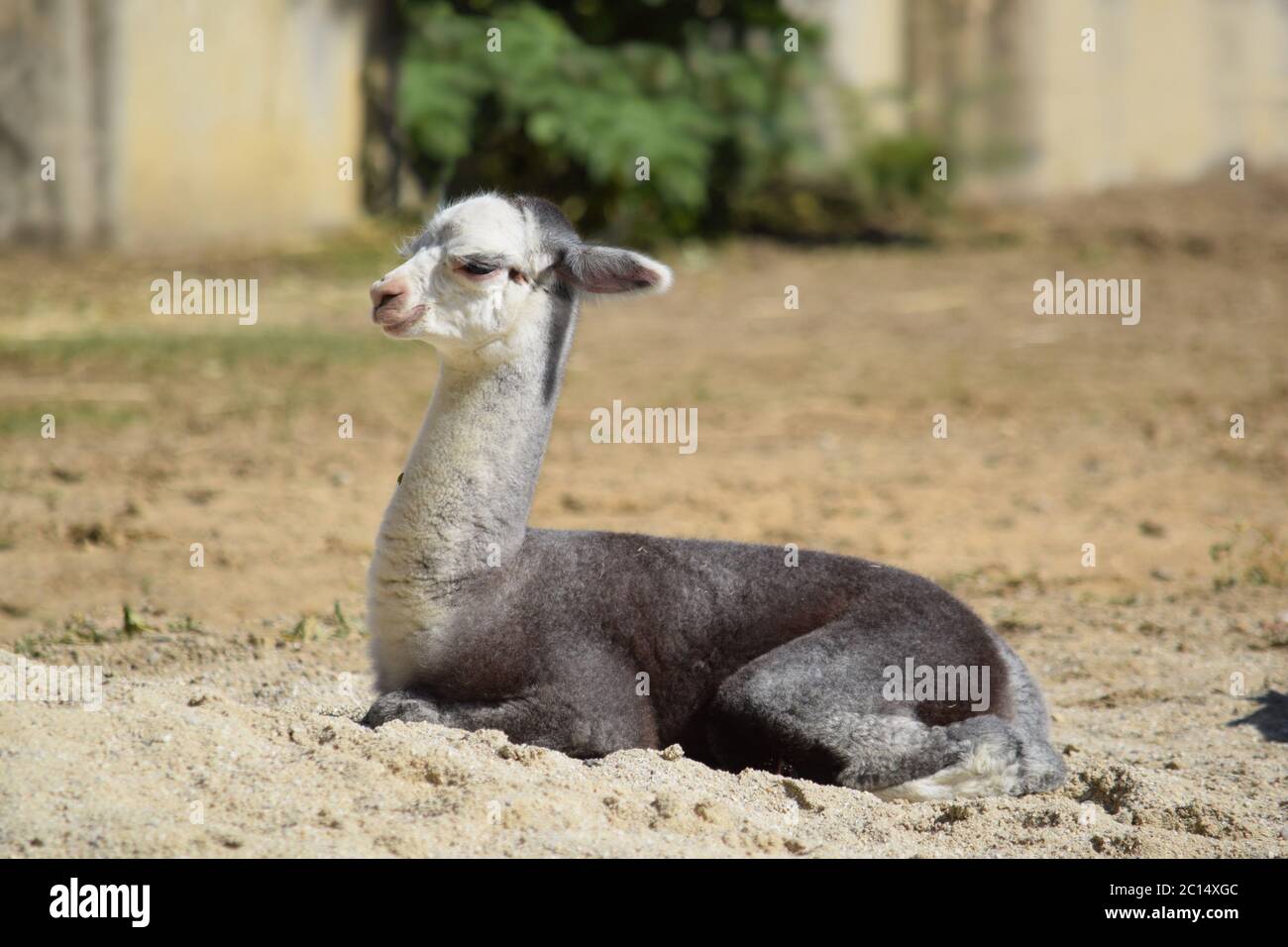 Baby Lama Alpaca Lying Down Stock Photo - Alamy