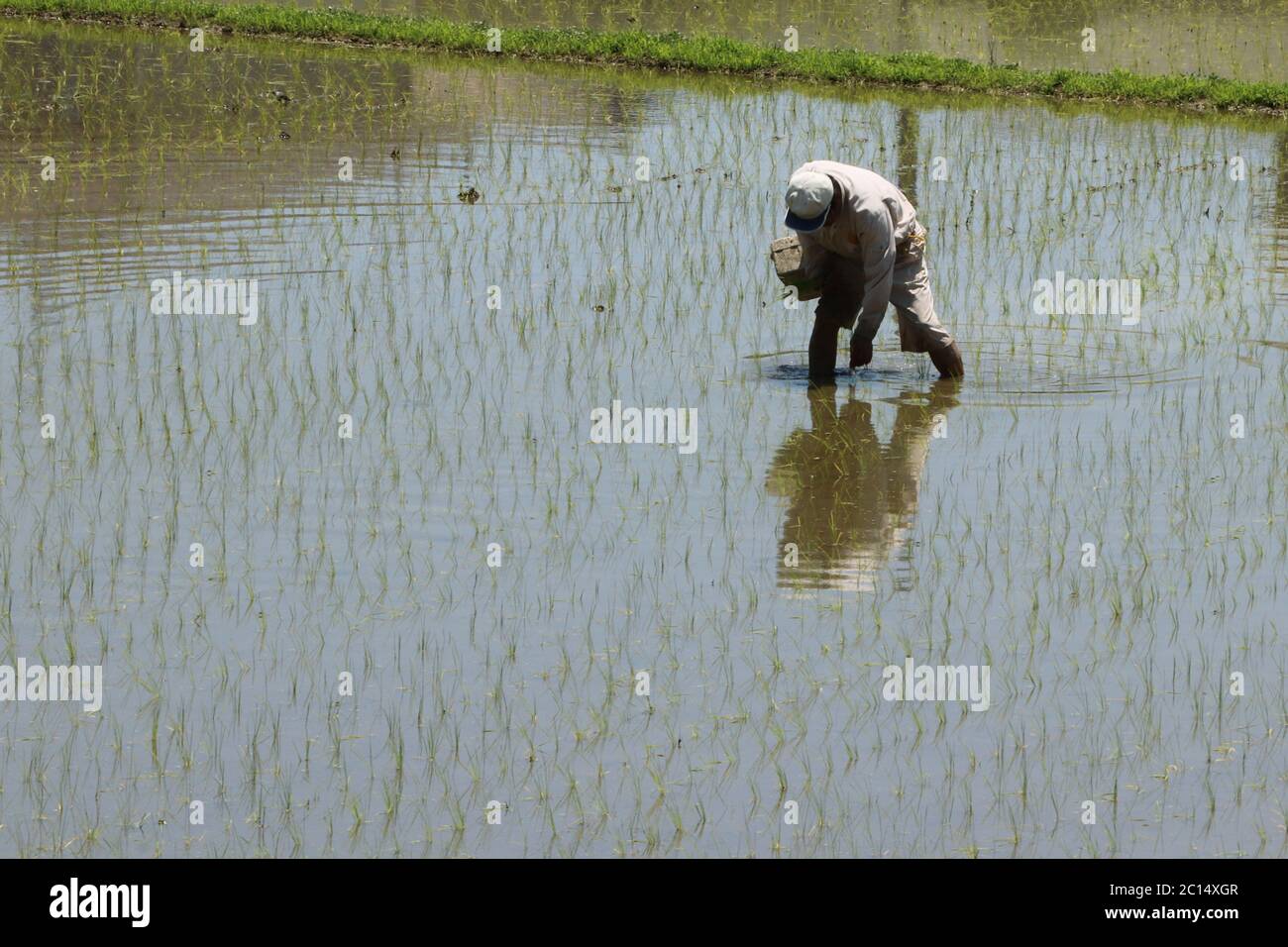 Japanese rice paddy scenery hi-res stock photography and images - Alamy