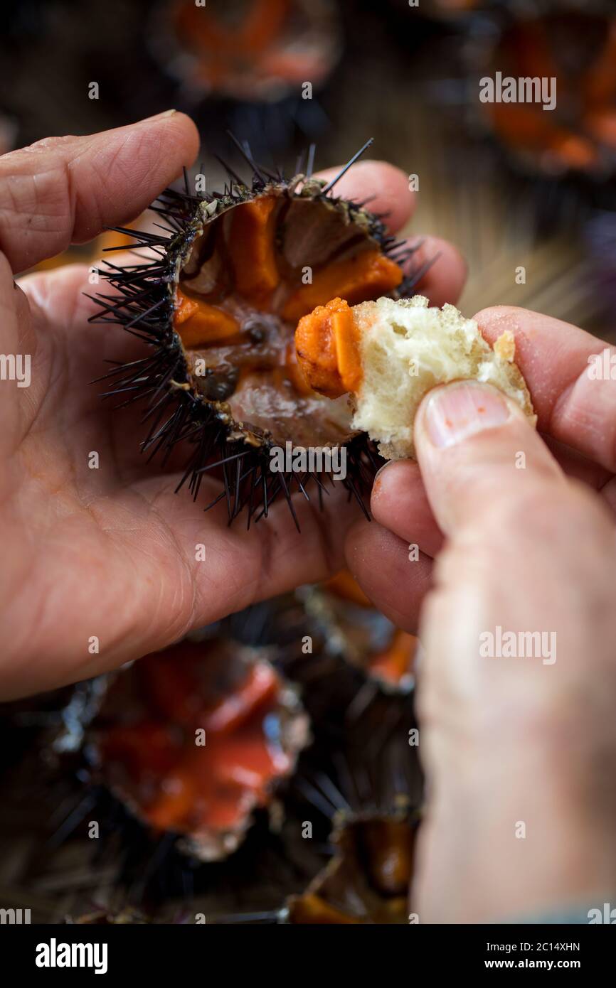 Fresh sea urchins Stock Photo - Alamy