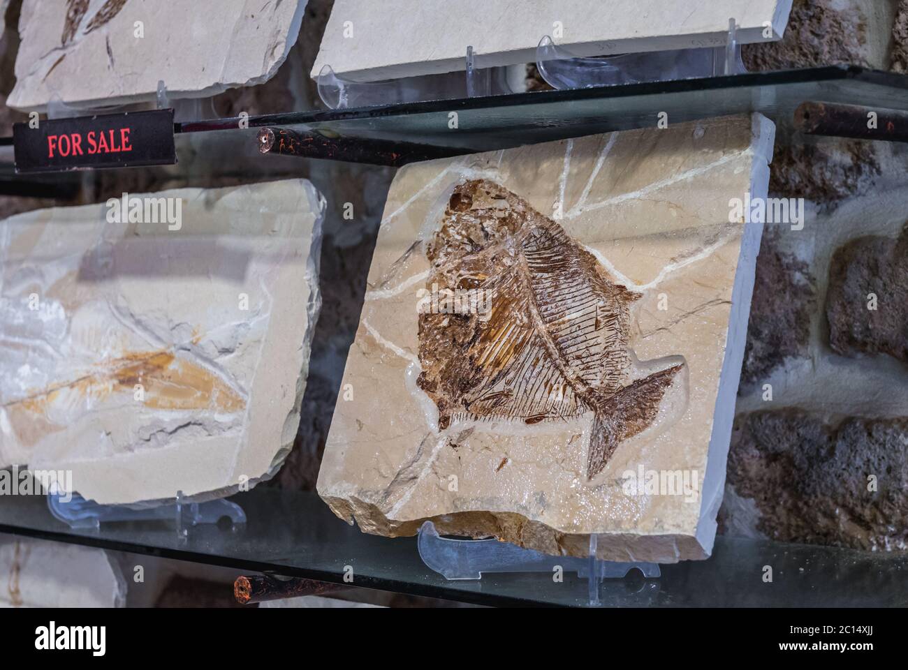 Exhibit in Memory of Time - Fossil Museum and shop in historic part of ...