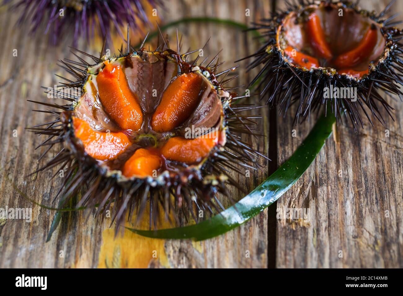 Fresh sea urchins Stock Photo - Alamy