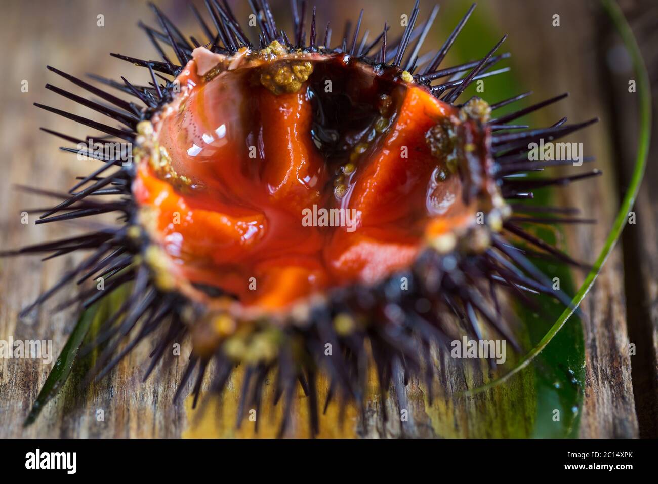 Fresh sea urchins Stock Photo - Alamy